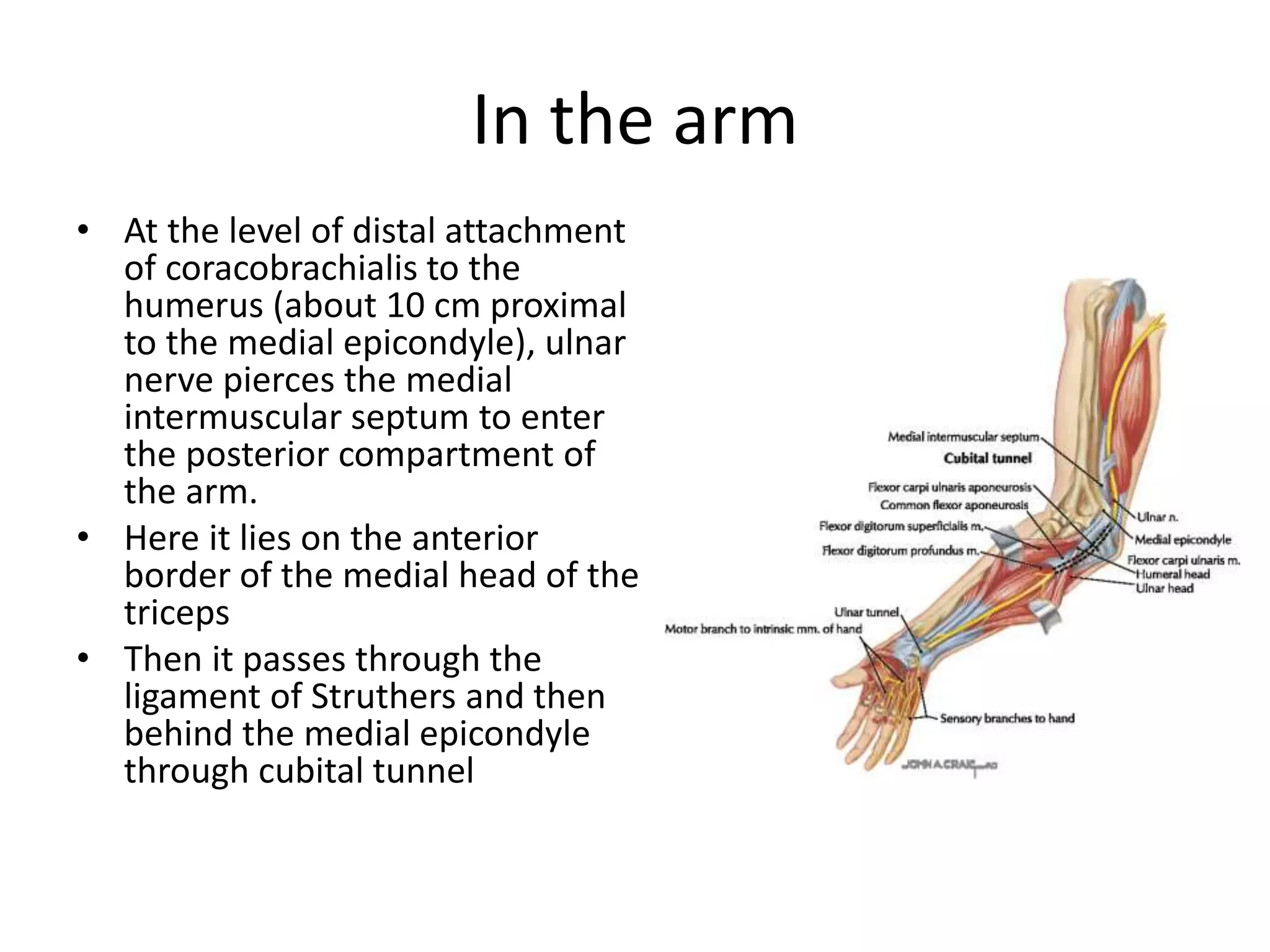 Radial, ulnar and median nerve injuries | PPTX