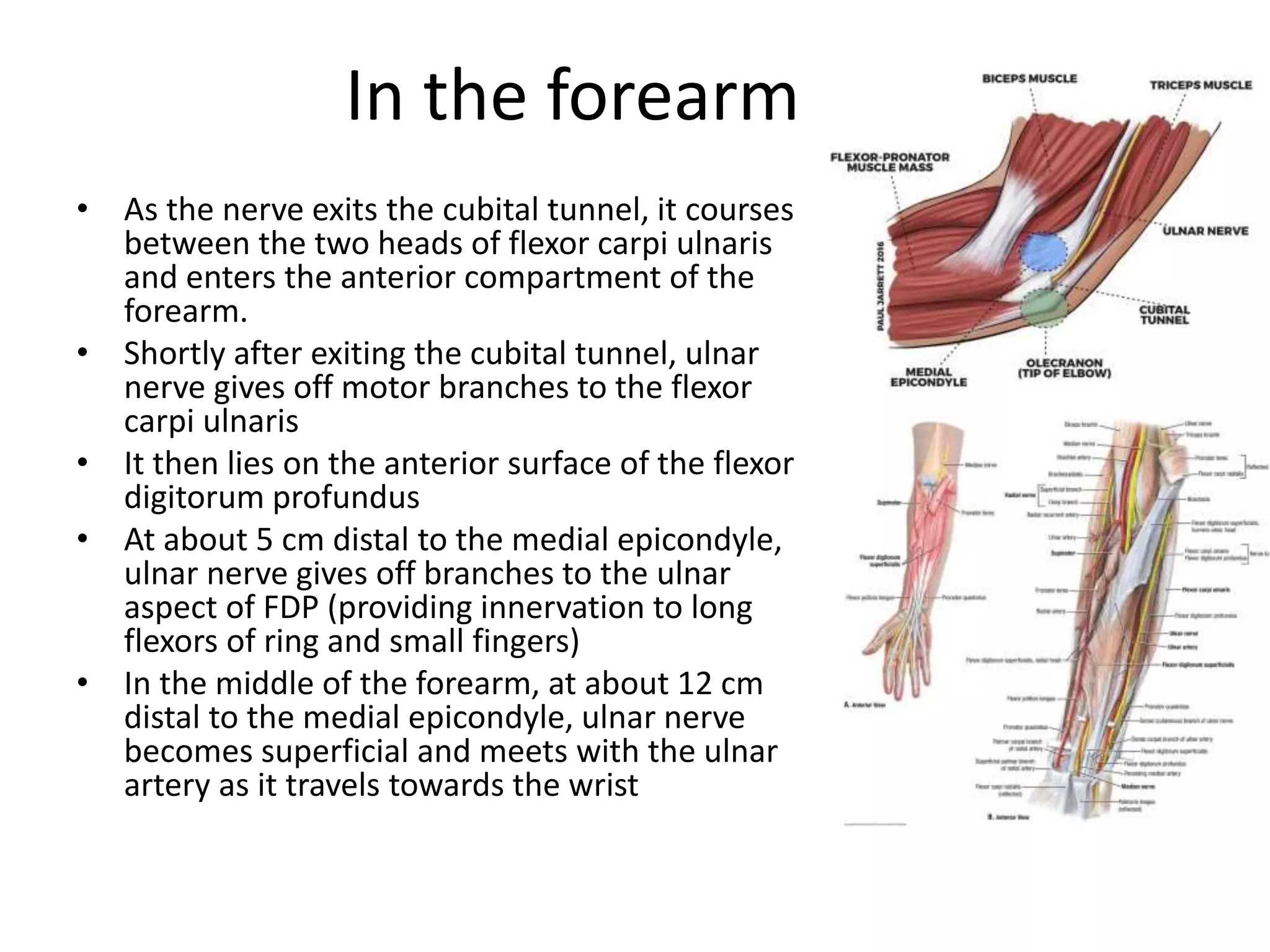 Radial, ulnar and median nerve injuries | PPTX
