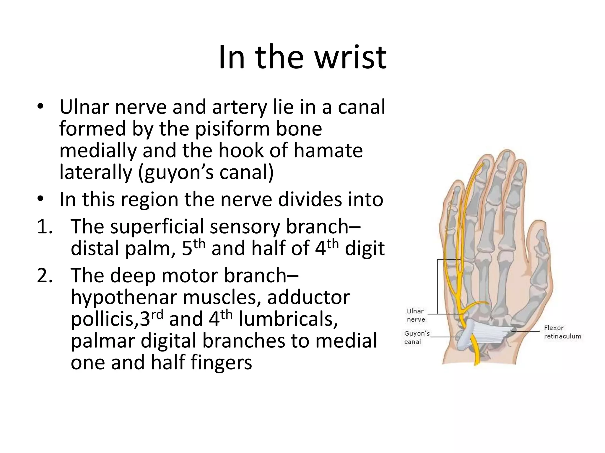 Radial, ulnar and median nerve injuries | PPTX