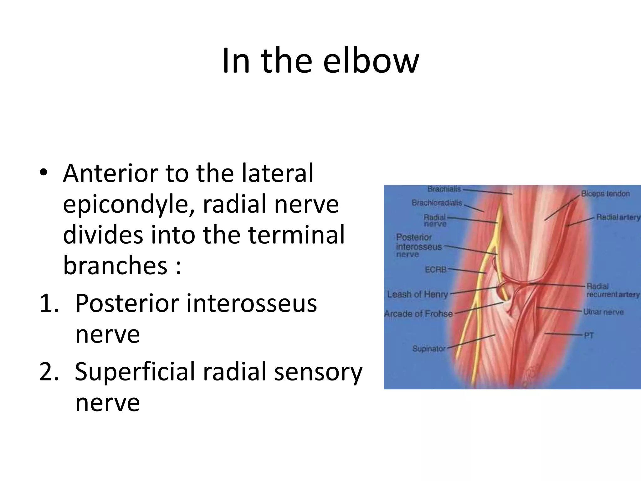 Radial, ulnar and median nerve injuries | PPTX