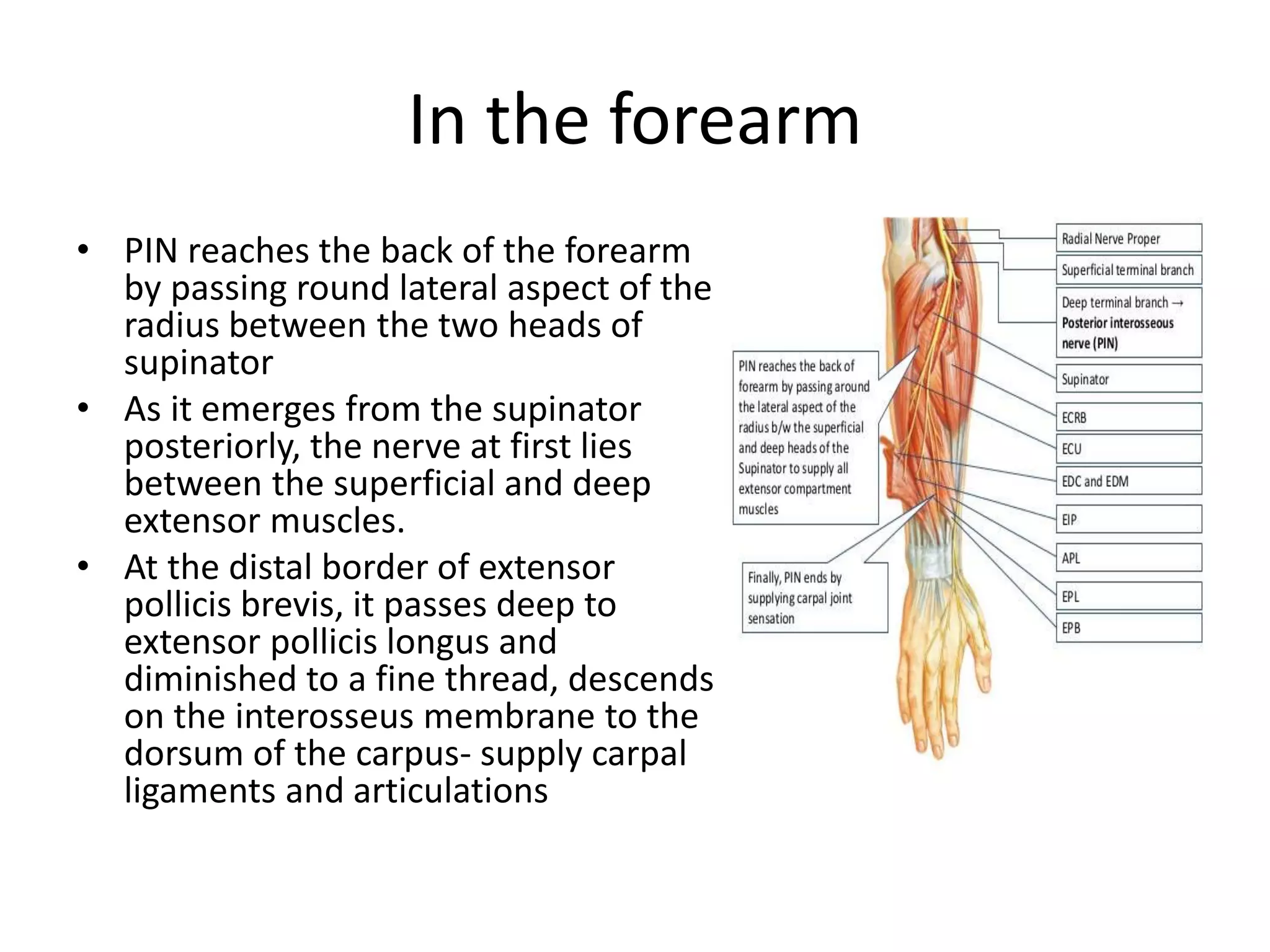 Radial, ulnar and median nerve injuries | PPTX