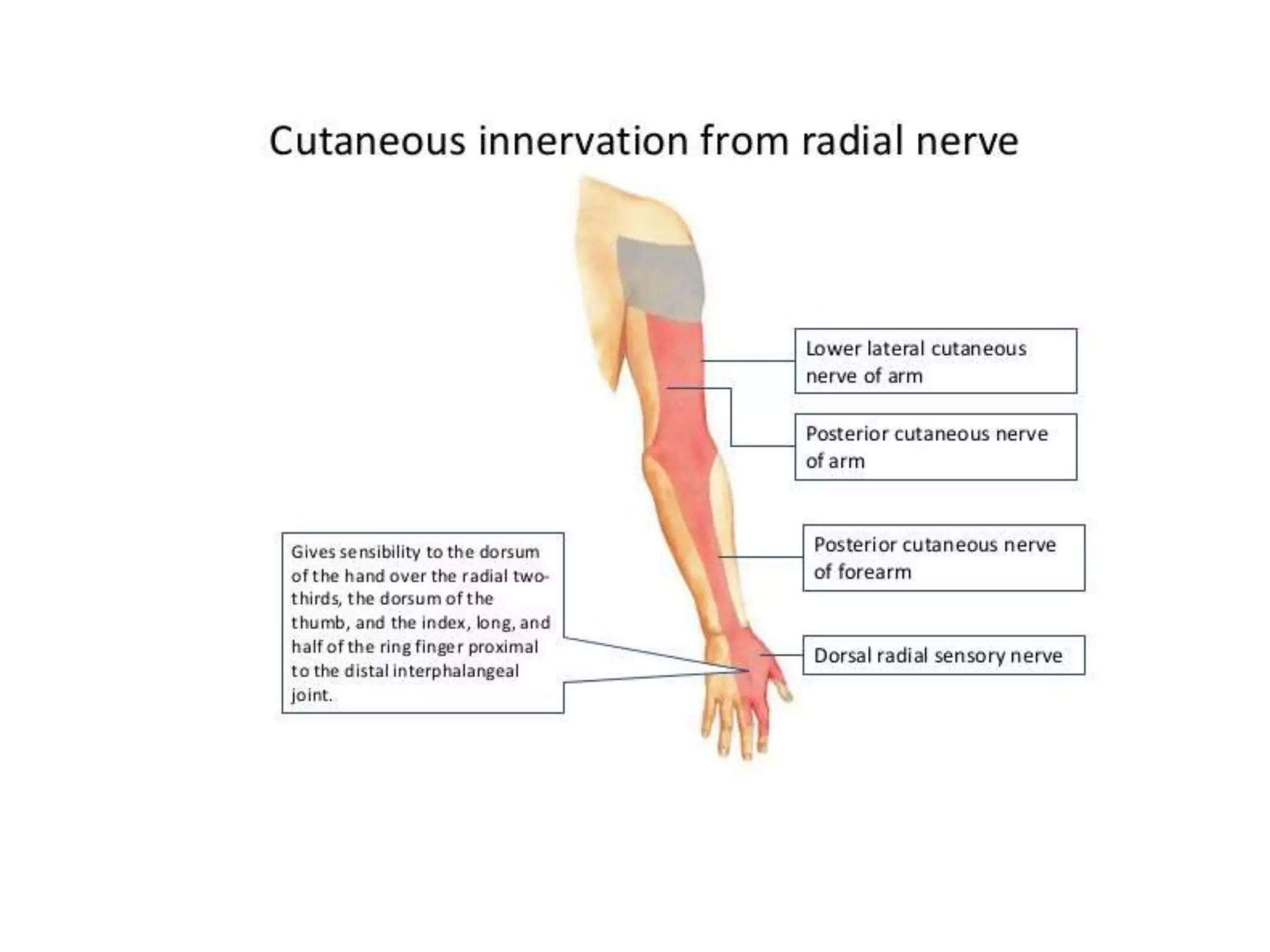 Radial, ulnar and median nerve injuries | PPTX