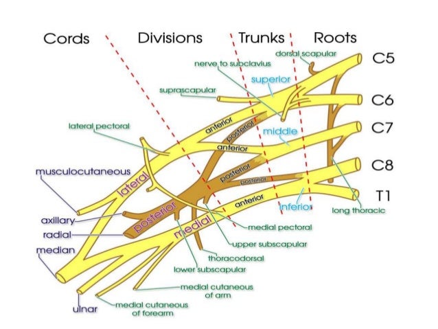 Radial, ulnar and median nerve injuries