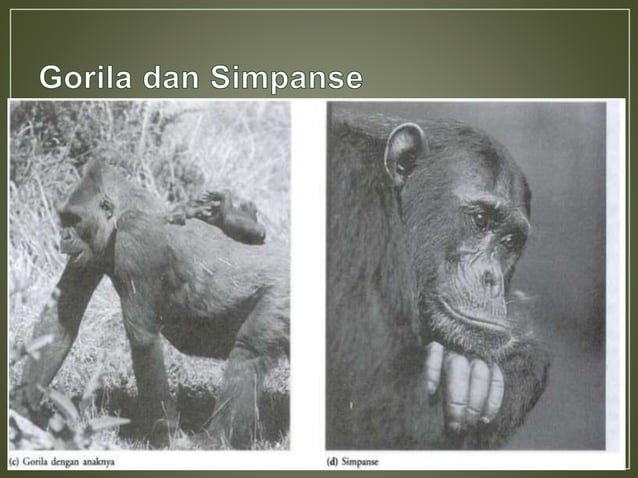 radiasi mamalia dan asal usul manusia.pptx