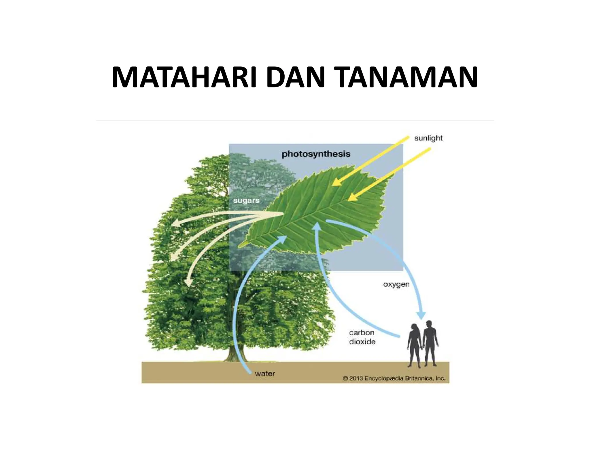 RADIASI SURYA DAN PENGARUHNYA TERHADAP TANAMAN.pdf