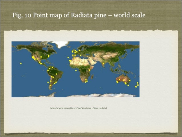 Pinus radiata D. Don