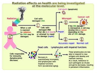 Radiation Biology | PDF