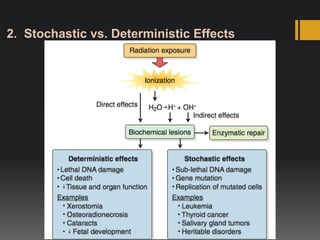 Radiation Biology | PDF