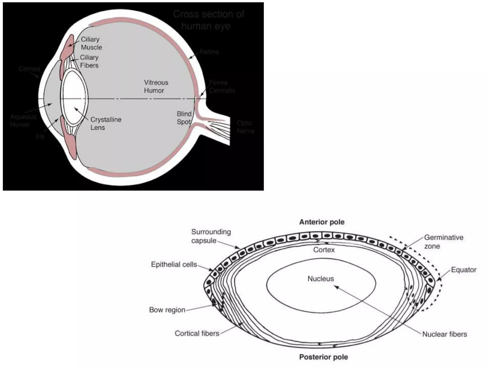 Radiation cataractogenesis | PPTX