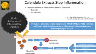 The Benefits of Calendula Officinalis on Protecting the Skin from the ...