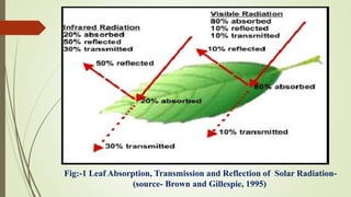 Radiation distribution and utilization by plant communities | PPTX