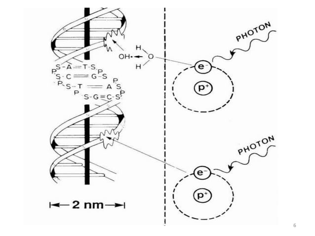 Radiation effect on cell | PPTX | Biological Sciences | Science