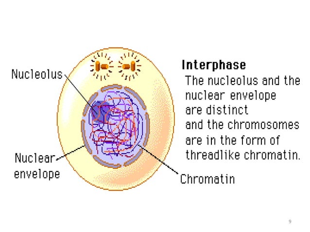 Radiation effect on cell | PPTX | Biological Sciences | Science