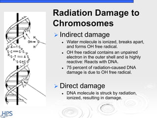 Radiation effects | PPT