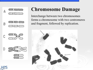 Radiation effects | PPT