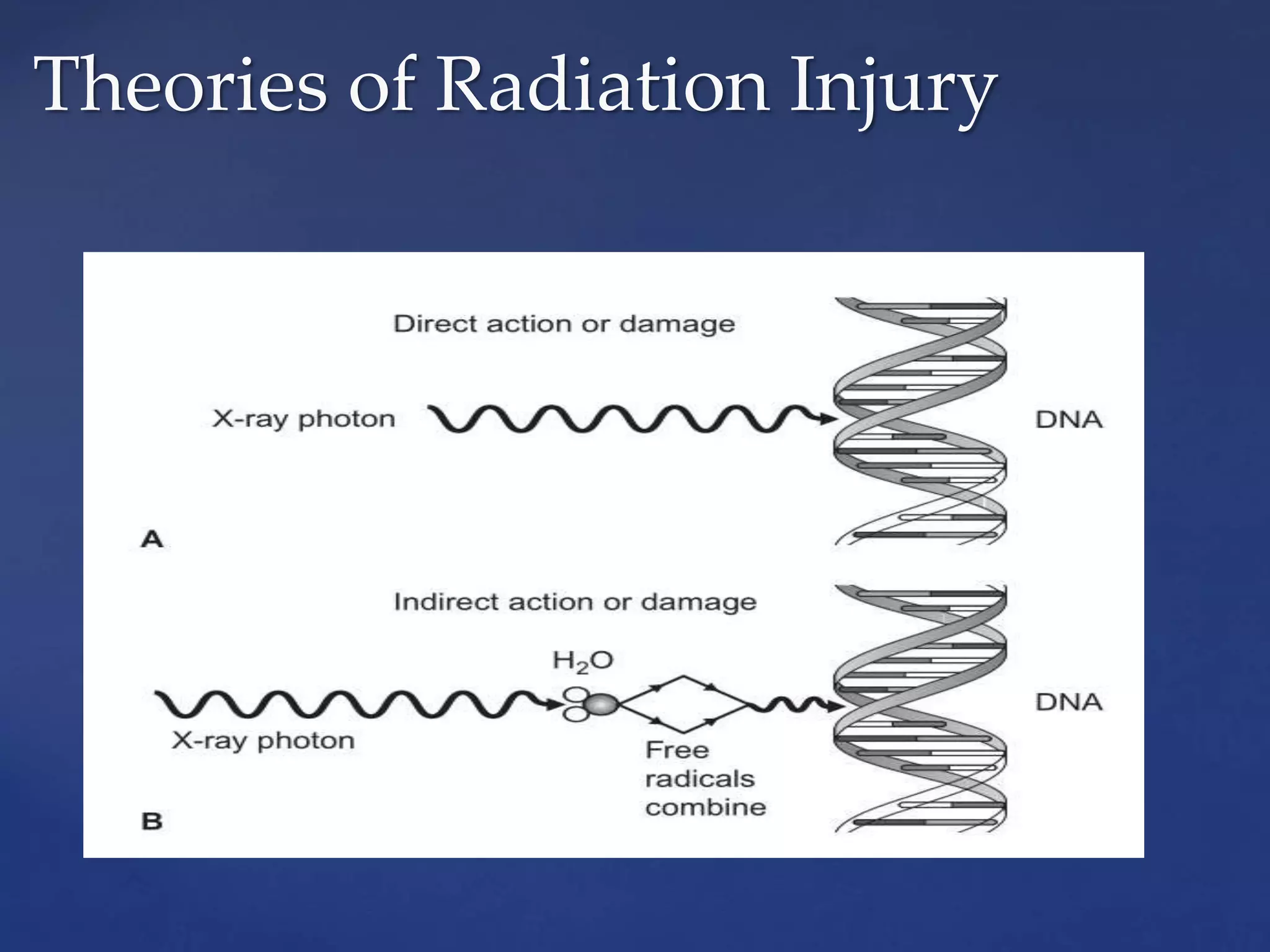 Radiation hazards in ortho | PPTX