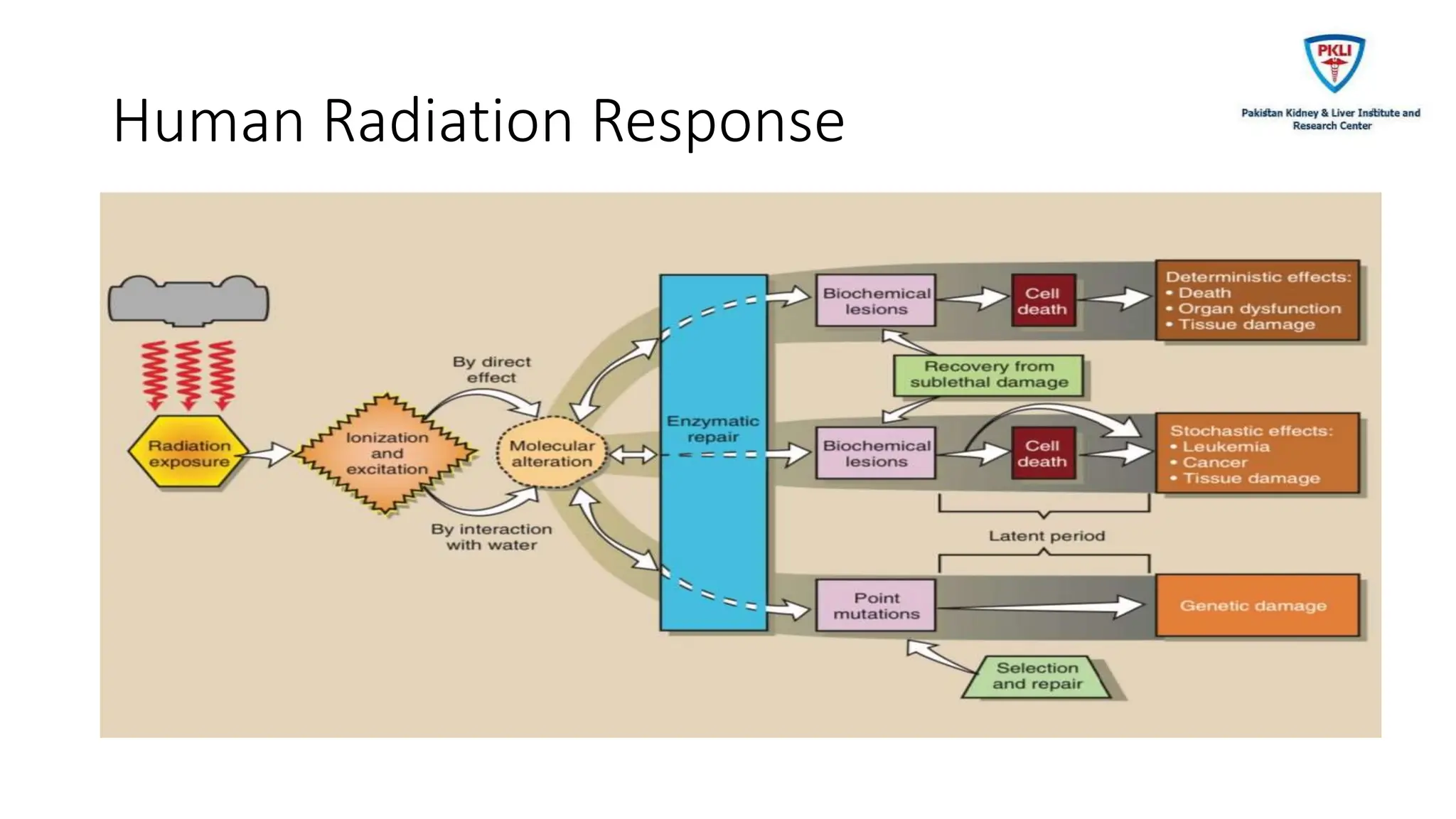 Radiation Protection by Irum Khan (Medical Imaging Technologist) | PPTX