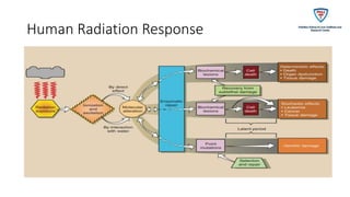 Radiation Protection by Irum Khan (Medical Imaging Technologist) | PPTX