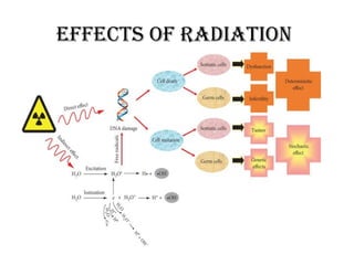 NEED OF RADIATION PROTECTION IN RADIOLOGY | PPTX