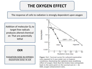 Radiation response modifiers | PPTX | Cancer | Diseases and Conditions