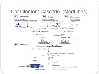 Radiation toxicity: complement system activation. | PPTX
