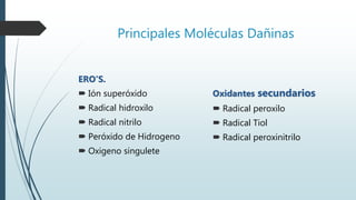 Radicales libres | PPTX
