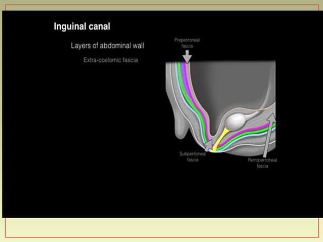 Radical orchiectomy: Anatomy and Physiology | PPTX