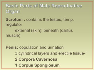 Radical orchiectomy: Anatomy and Physiology | PPTX