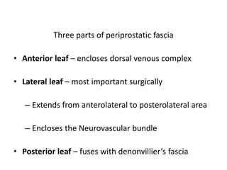 Radical prostatectomy - Surgical anatomy | PPTX | Reproductive Health ...