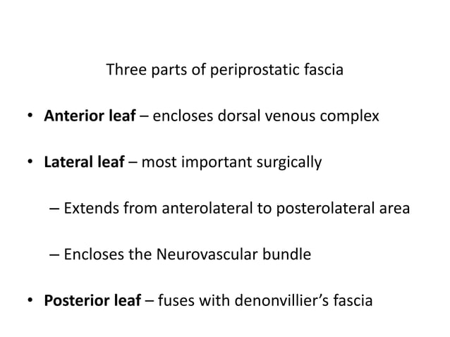 Radical prostatectomy - Surgical anatomy | PPTX | Reproductive Health ...
