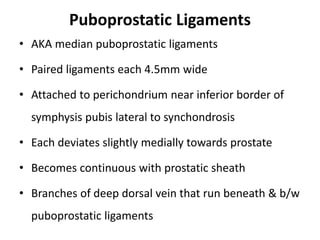 Radical prostatectomy - Surgical anatomy | PPTX | Reproductive Health ...