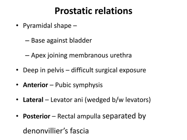 Radical prostatectomy - Surgical anatomy | PPTX | Reproductive Health ...