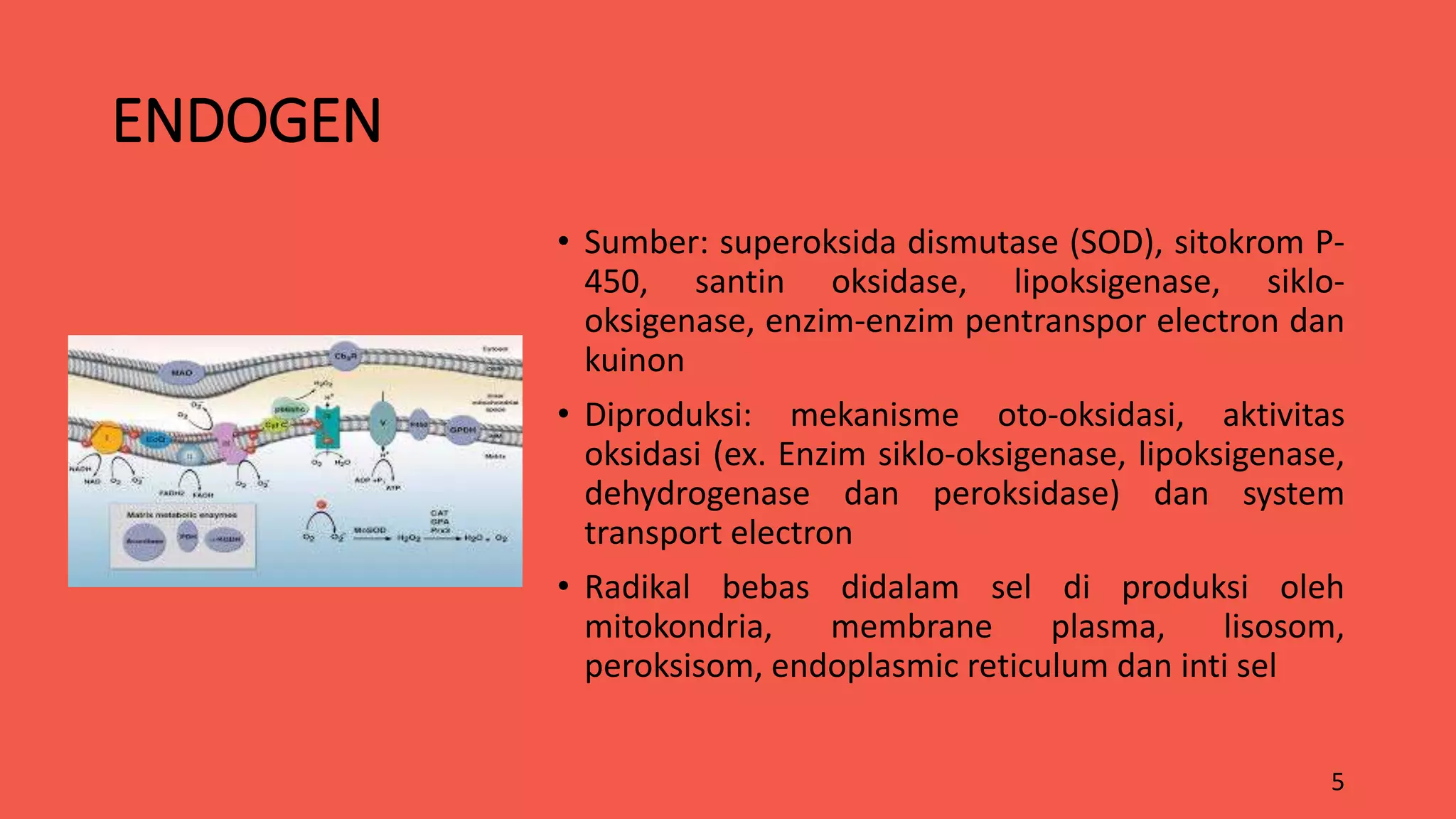 Radikal Bebas dan Antioksidan Fungsional | PPTX