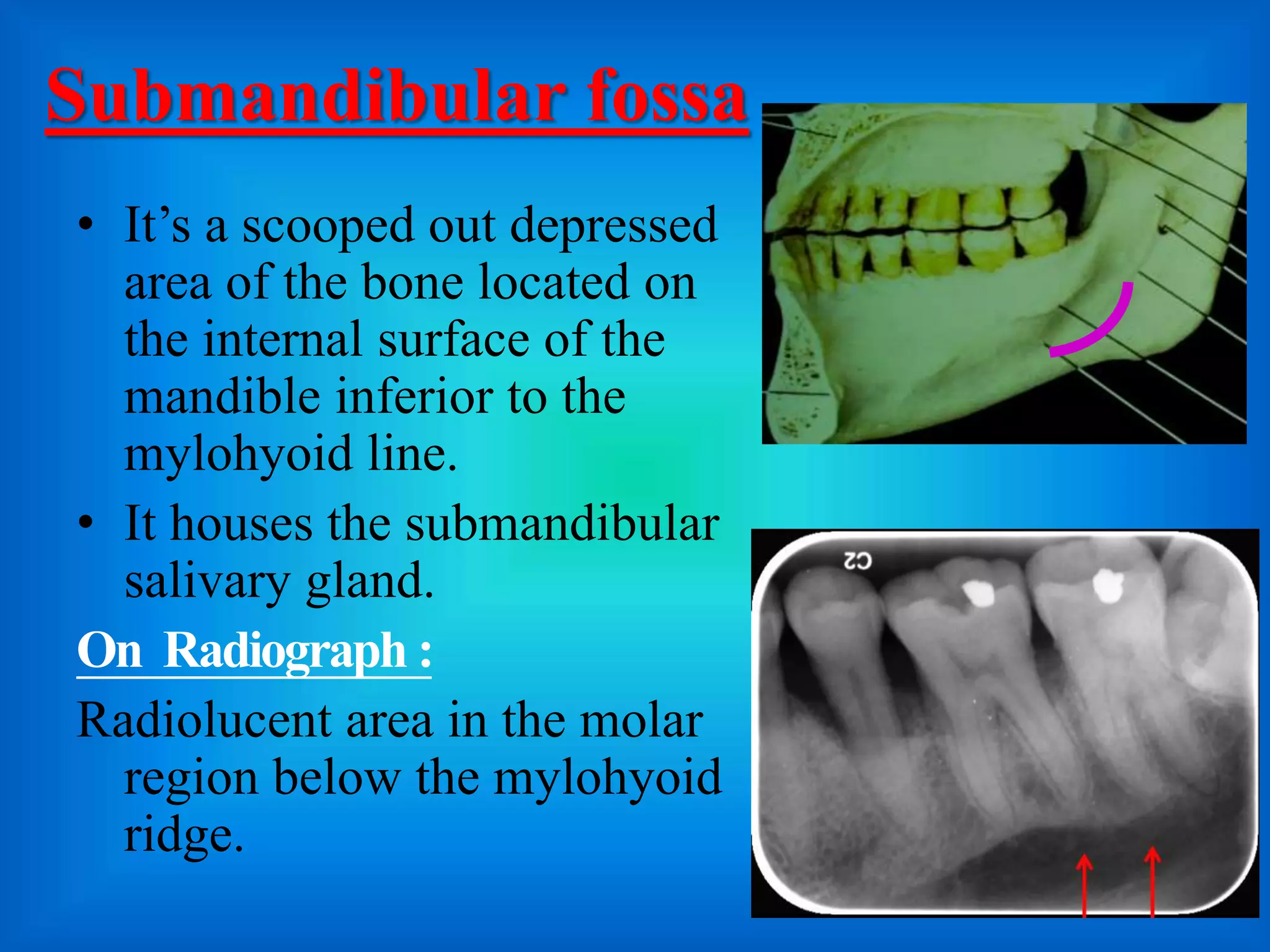 mandibular landmarks of radiograph | PPTX
