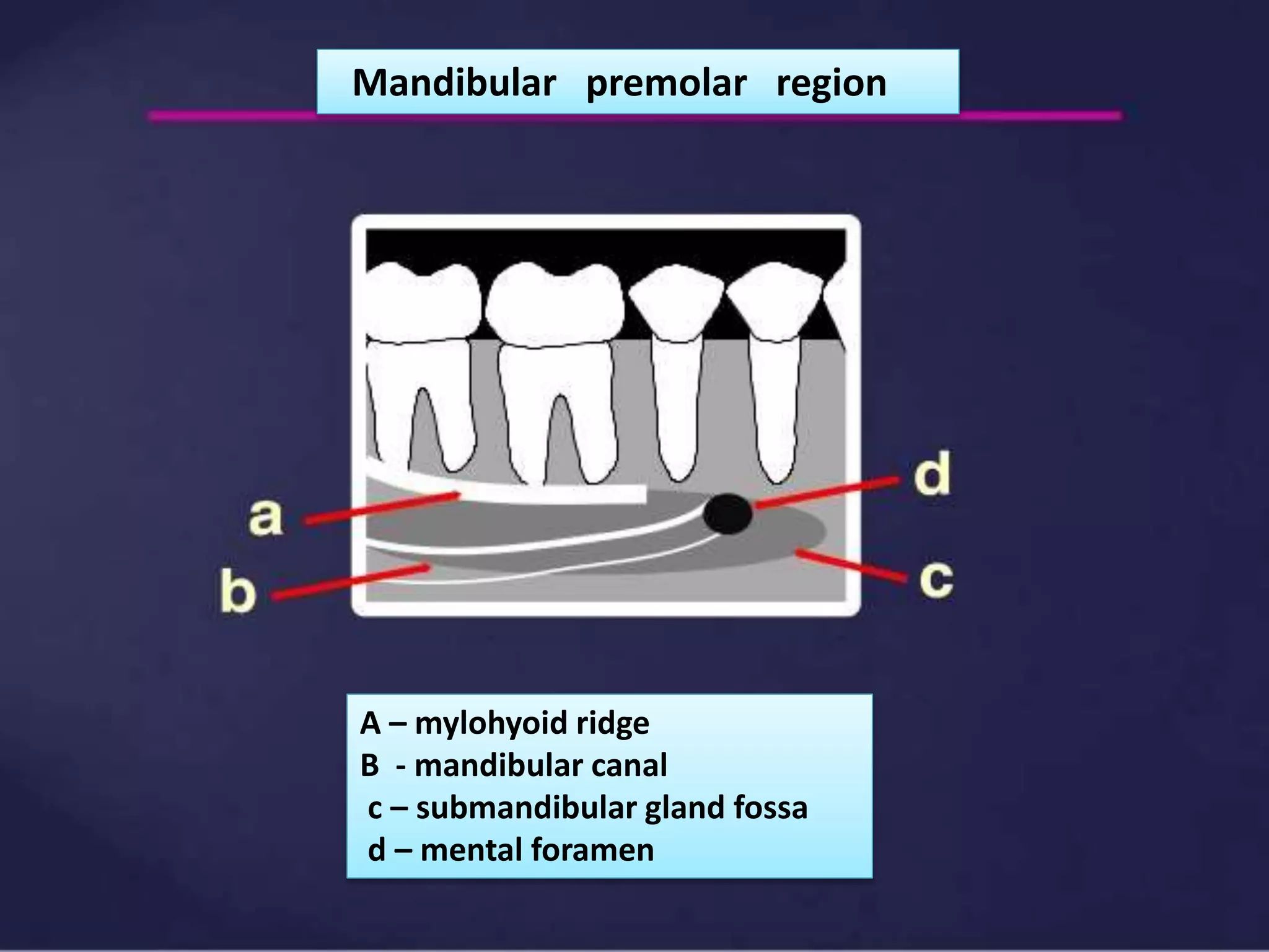 mandibular landmarks of radiograph | PPTX