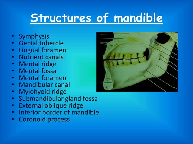 mandibular landmarks of radiograph | PPTX | Dental Health | Diseases and Conditions