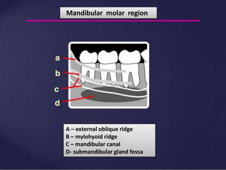 External Oblique Ridge Radiograph