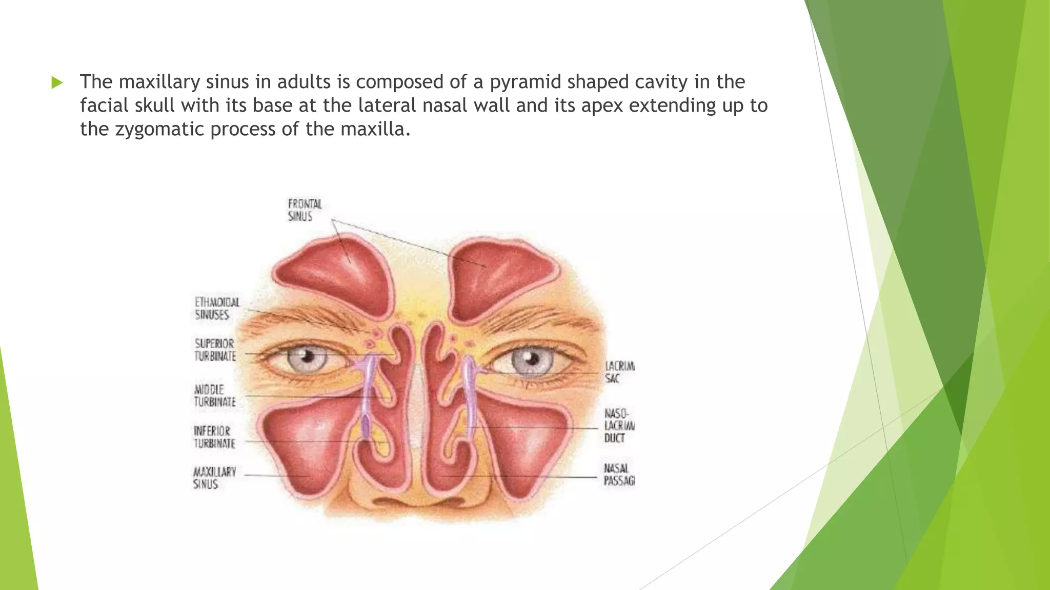Anatomic variations in Maxillary Sinus detected by CBCT | PPTX