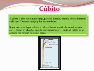 Radio cubito | PPTX