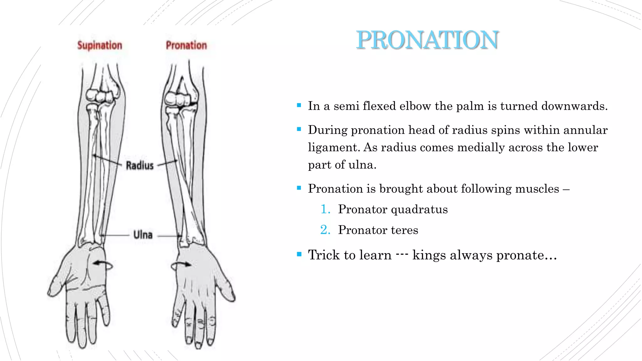 anatomy of Radio ulnar joint | PPTX