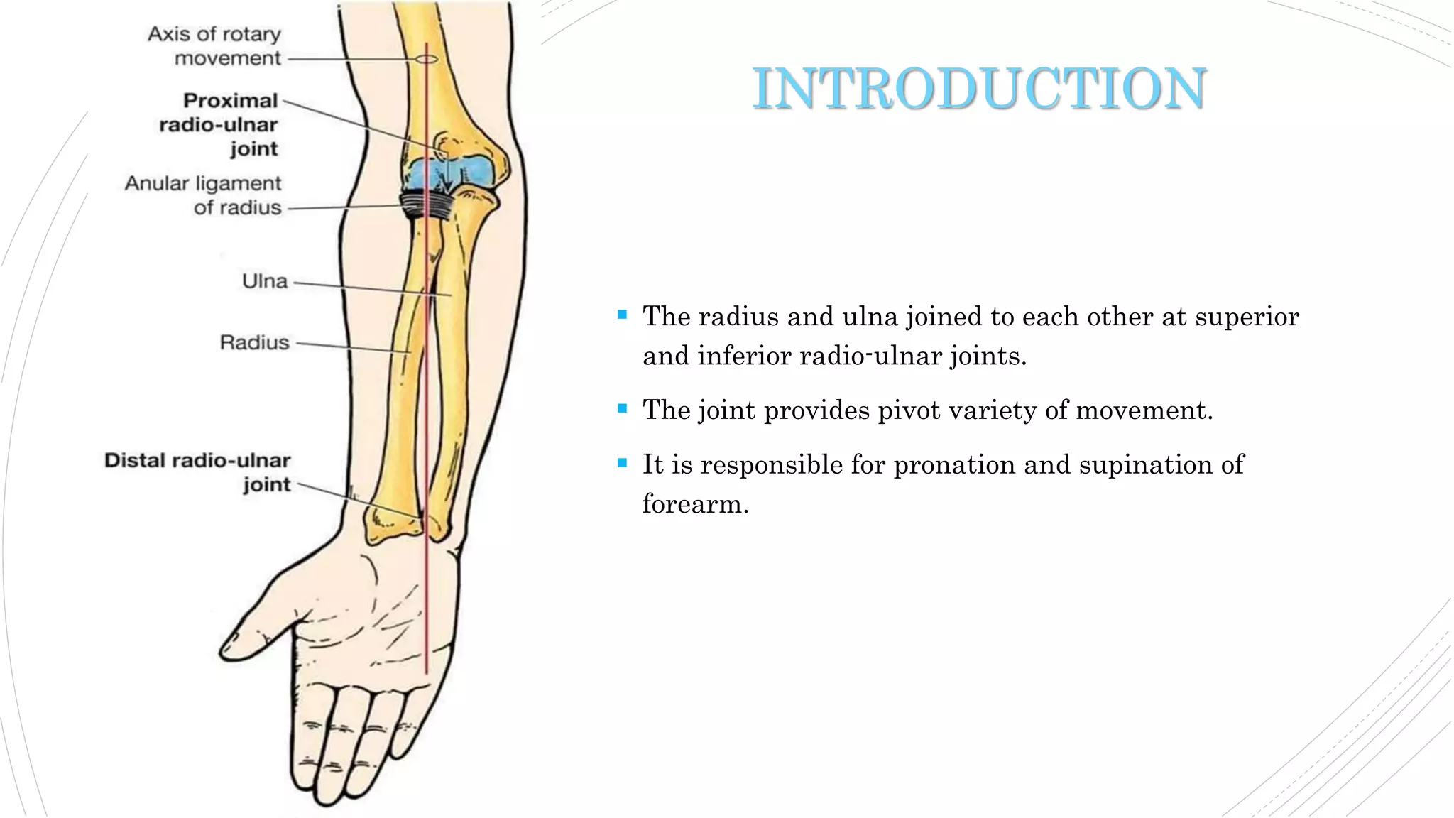 anatomy of Radio ulnar joint | PPTX
