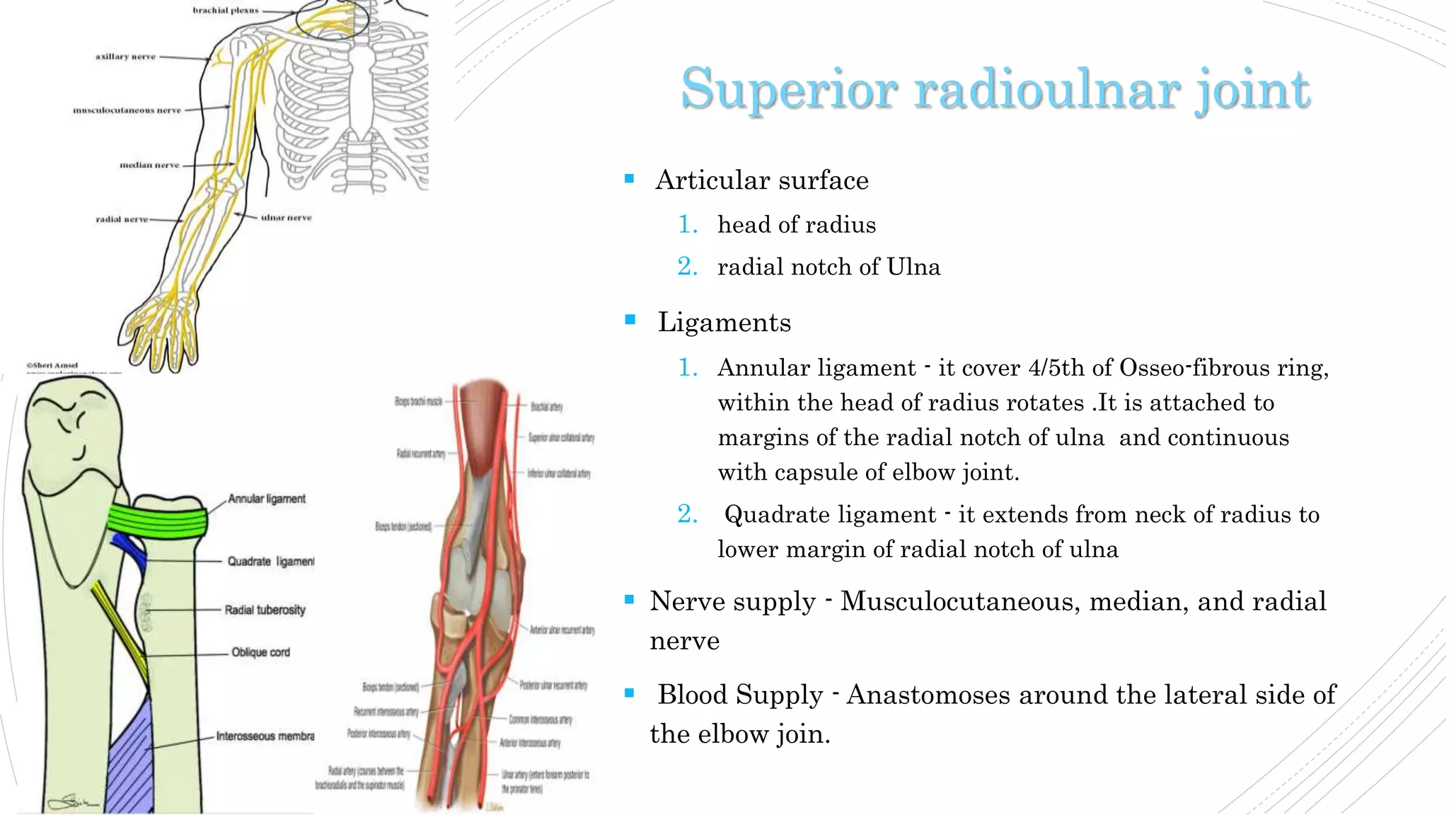 anatomy of Radio ulnar joint | PPTX