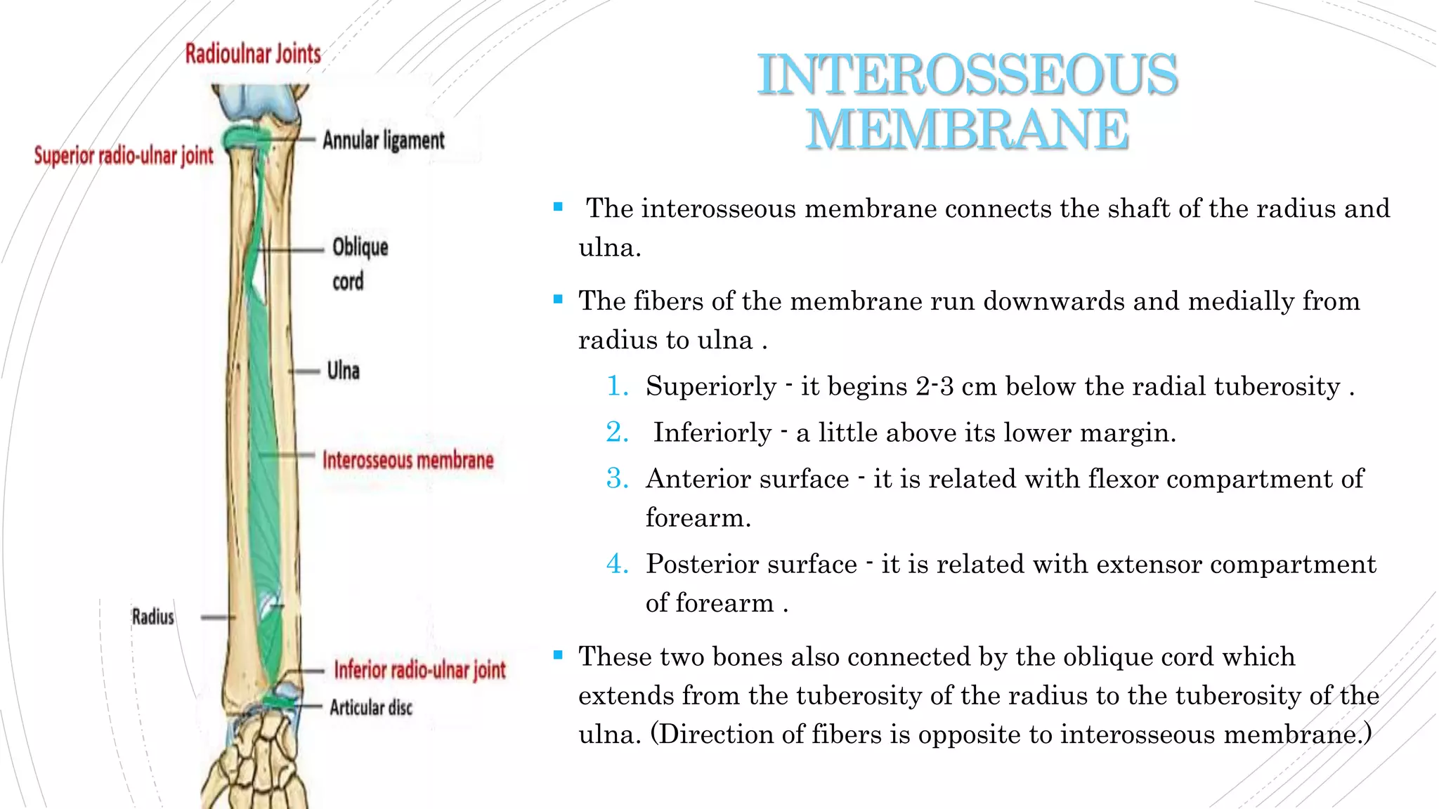 anatomy of Radio ulnar joint | PPTX