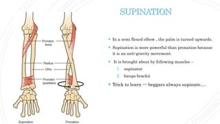 anatomy of Radio ulnar joint | PPTX