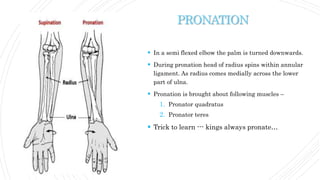 anatomy of Radio ulnar joint | PPTX