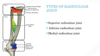 anatomy of Radio ulnar joint | PPTX