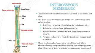 anatomy of Radio ulnar joint | PPTX
