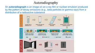 Introduction to radioactivity | PPTX