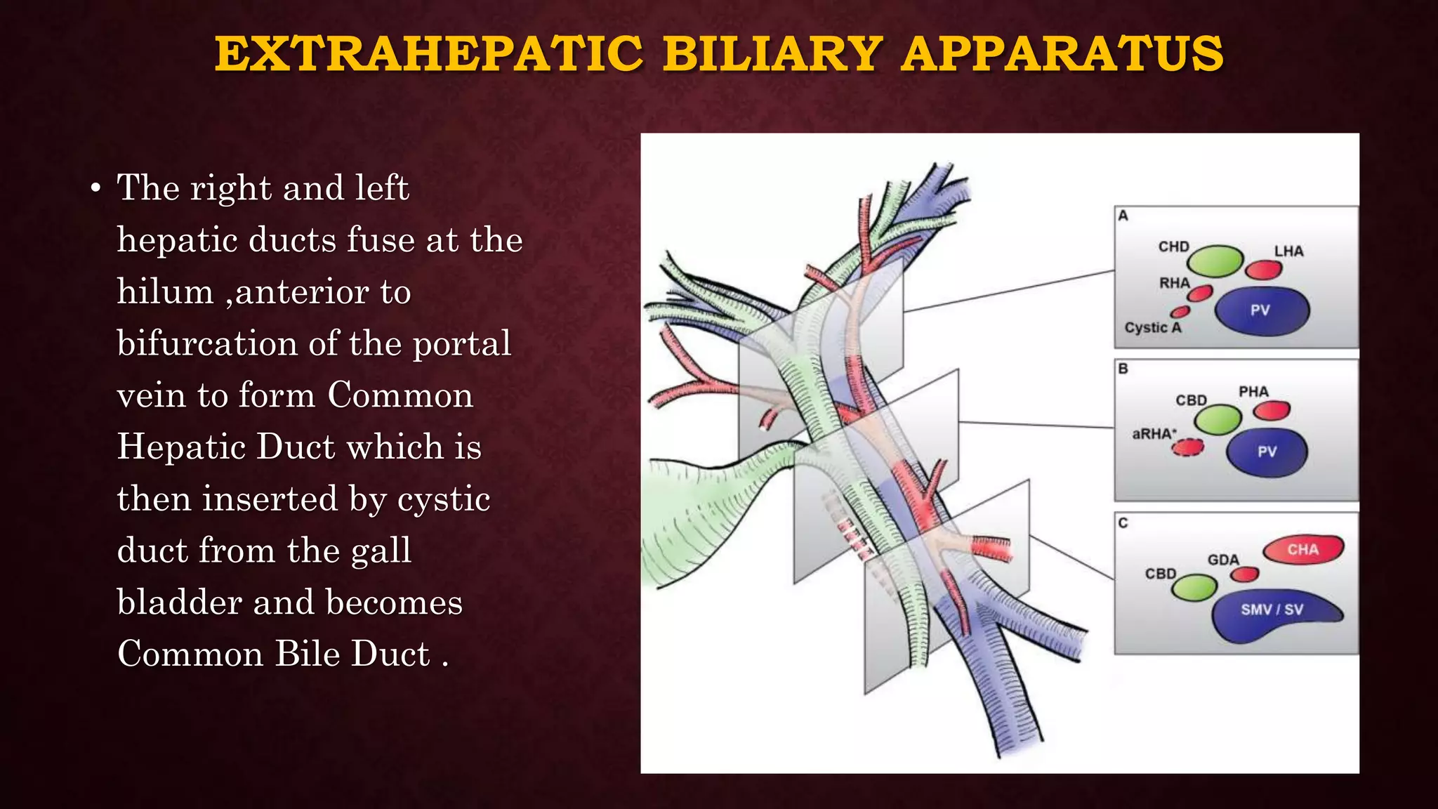 Radioanatomy of biliary system | PPTX