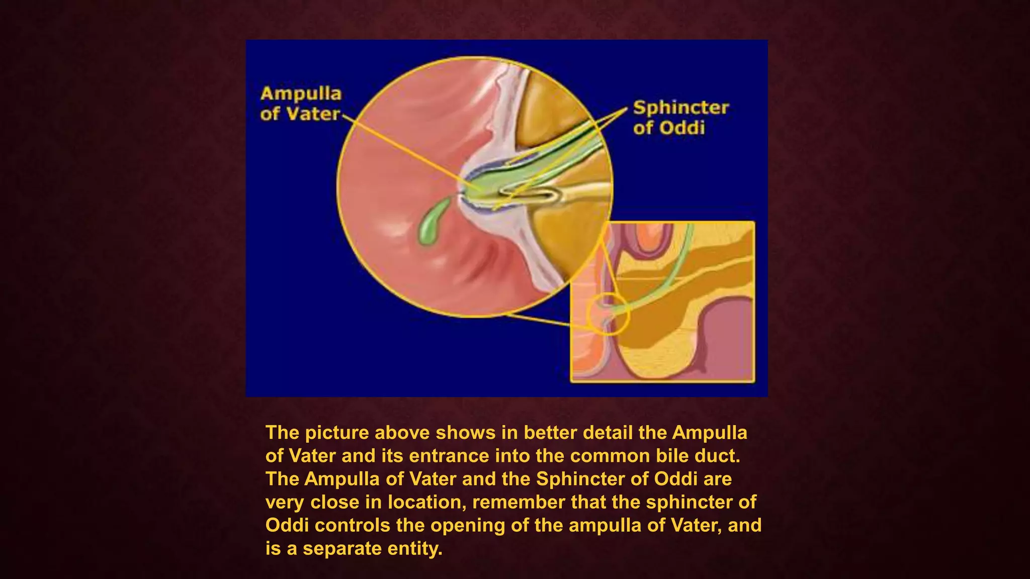 Radioanatomy of biliary system | PPTX